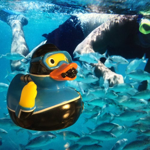 Buy Deep Sea Diver Rubber Duck with Fins | Essex Duck™ | Essex Duck